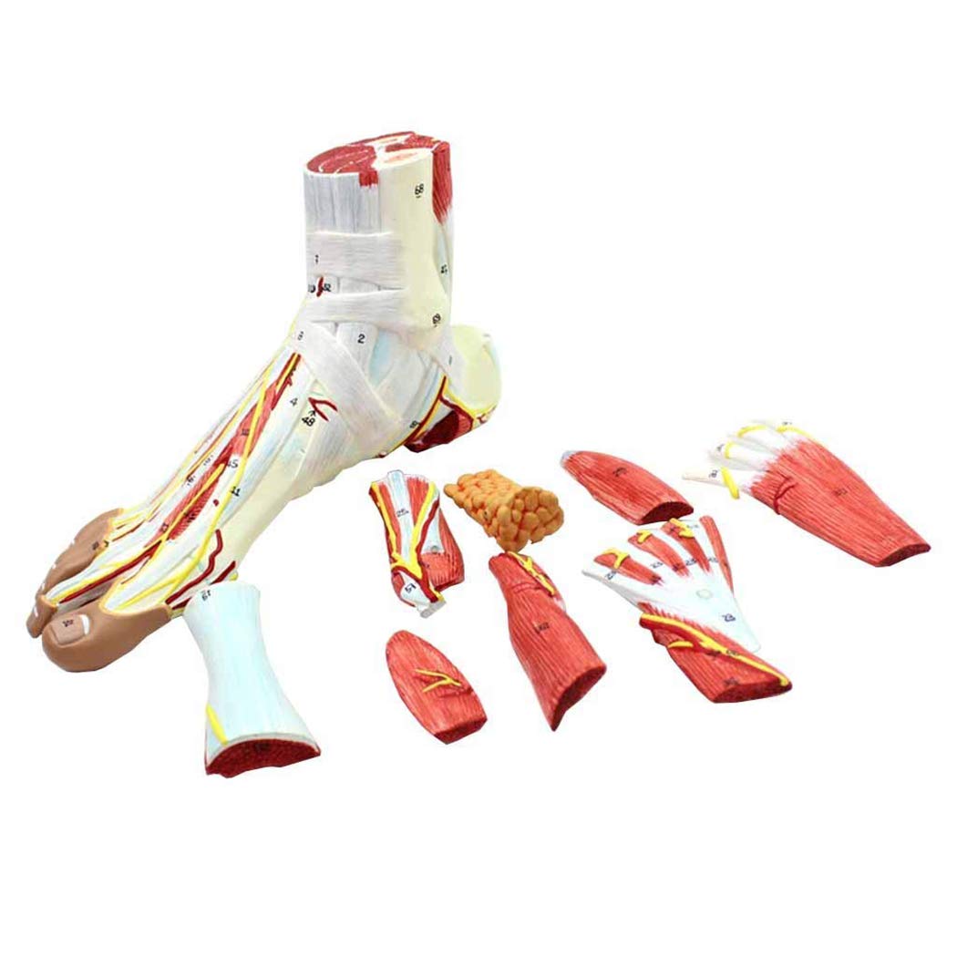 Buy GEEFSU-Human ar Anatomical Model/Foot and Neurovascular Ligaments ...