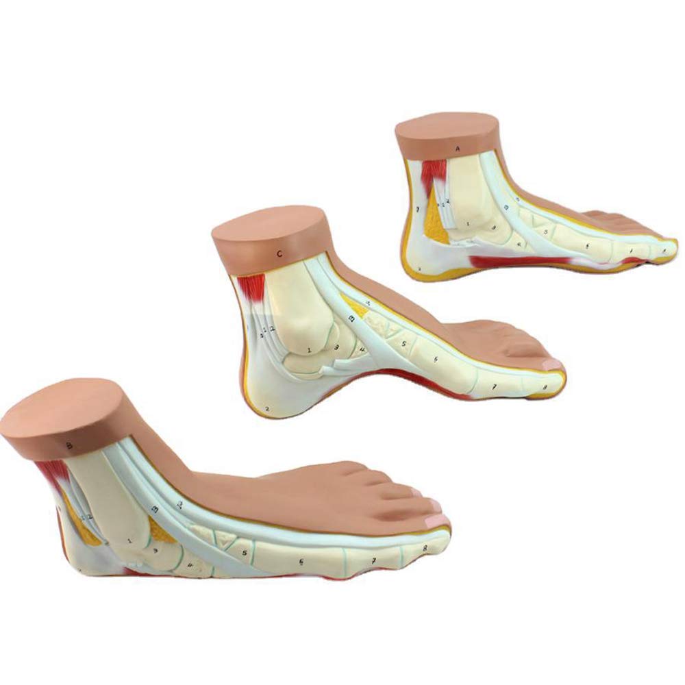 Buy Human Foot Skeleton Model with Ligaments, Skeleton Model, Medical ...