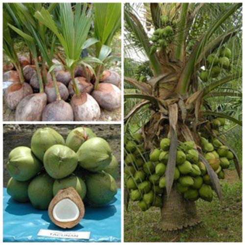 Creative Farmer Live Plant Coconut Hybrid Kuttiadi Coconut for Outdoor ...