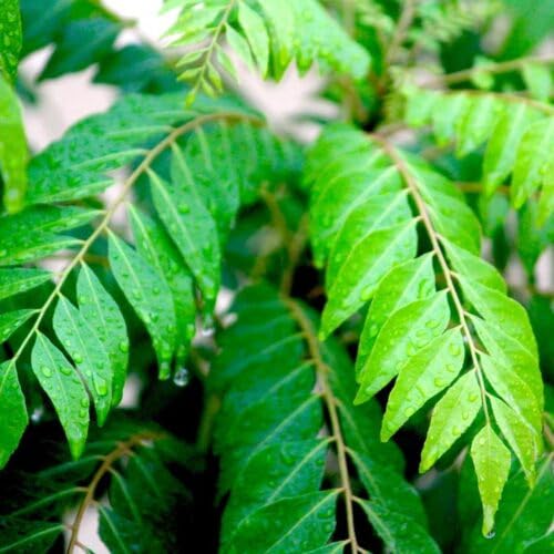 ARIYA Live Plant Curry Leaf Tree/Kadi Patta Plant without Pot : Amazon ...