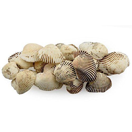 Amazon.com : Born 500g of Chinese herbal medicine concha Arcae concha ...