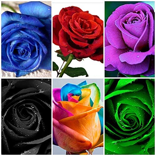 Royal Paradise Garden Rare Rose Flower Seeds " Mixed " 20 Seeds for ...