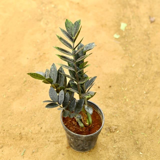 Mphmi Pune Plants Live Season Indoor Zz Black in 6 Inch Plant Pot ...