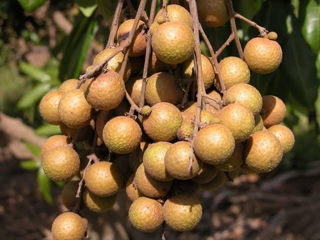 Longan Fruit Dragon Eye(Ash Fol) Healthy live plant grafted original ...
