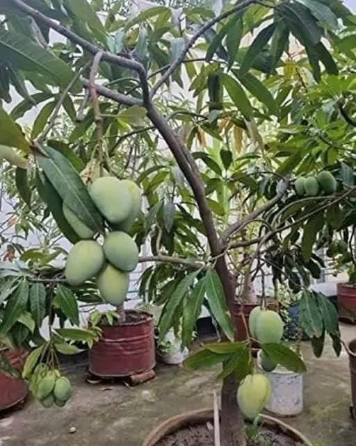 THE GREEN VIEW GARDENS Himsagar Mango Sweet Mango Free Live Grafted ...