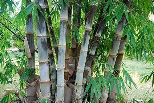Amazon.com : MITRAEE 100 Dendrocalamus Giganteus Plant Seeds : Patio ...