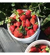 Amazon.com: SEBIOLA Caladium Seeds 300 Count – Striking Black-Edged Red ...