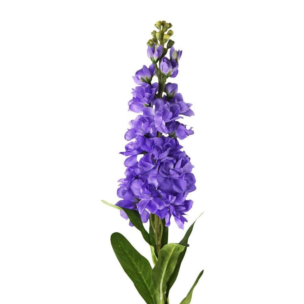 Gallery Of Larkspur Flowers