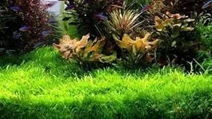 Amazon.com : Aquarium Grass Plants Seeds Mini Hairy Grass Seeds 10G ...