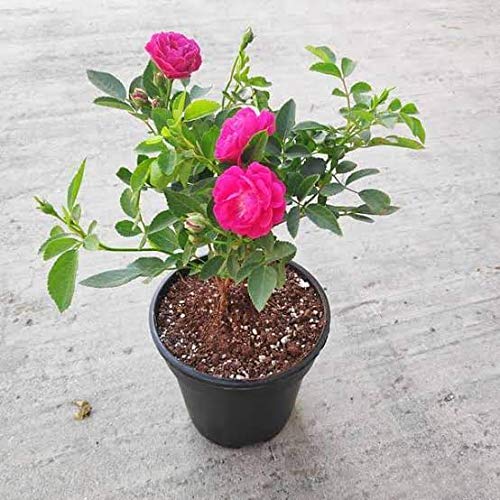Mphmi Plants Rose (Red) - Plant. Gulab, Rose, Rosa, Gulaaf : Amazon.in ...