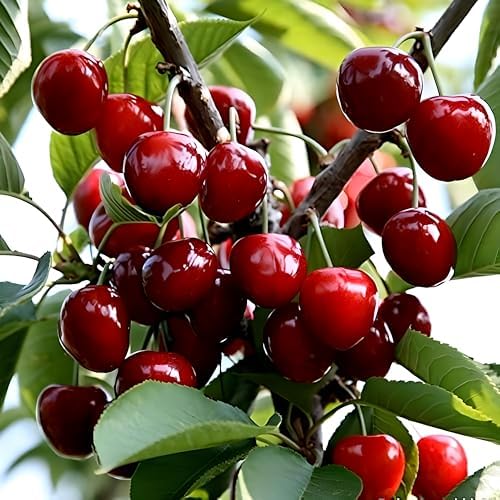 RADHA RANI PLANT HOUSE-Sweet Barbados Cherry Fruit live Plant (Air ...
