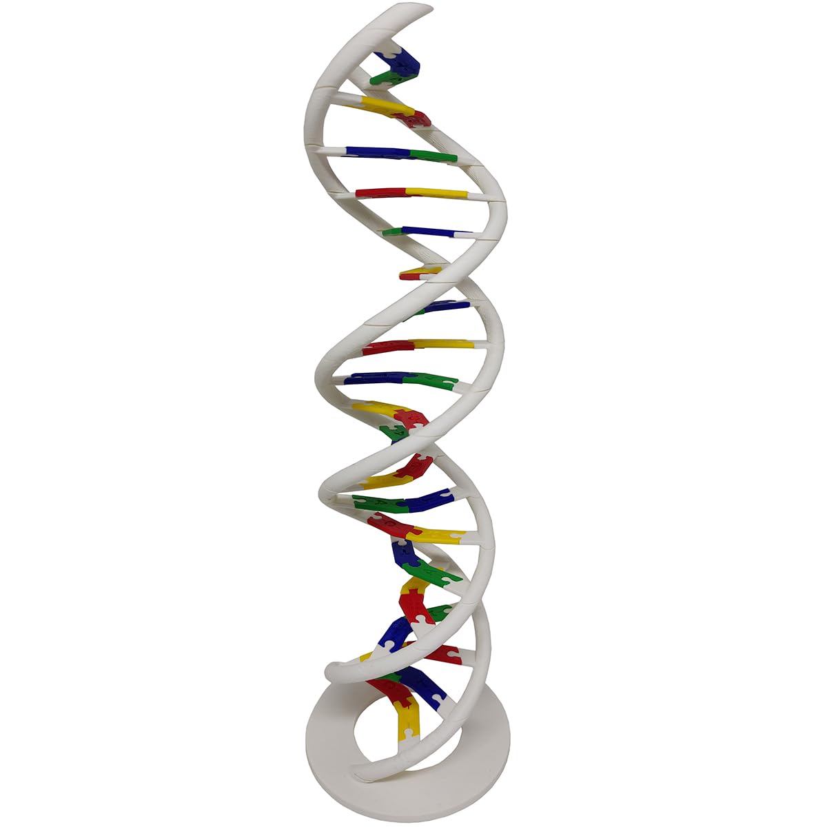Anatomia Dupla Hélice Dna Humano Modelo Anatômico Biologia 3D : Amazon ...