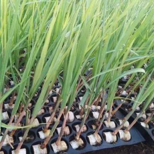 Sugarcane plant & seed, seeds & plant for sugarcane (4 Stick) : Amazon ...