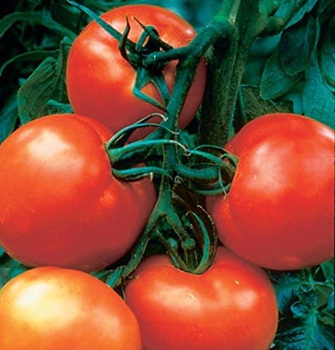 Amazon.com : Cobra F1 Hybrid Tomato Seeds - Large 6 to 8 oz Ruby red ...