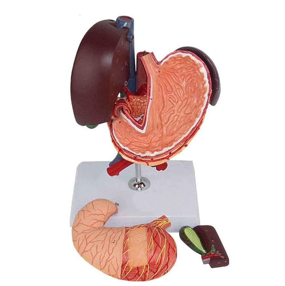 Qiqizhang Anatomy Model Duodenal Model Organ Anatomical Model Human ...