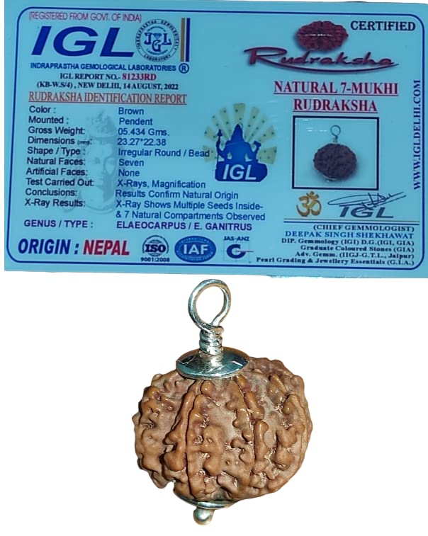 7 Mukhi Rudraksha Original Certified | Seven Faces Nepali Rudraksha ...