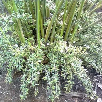 Cloud Farm Live Green Cardamom/Choti Elaichi Spice Plants For Home ...