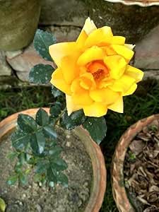BISWAS PLANTS HOUSE` Rear Yellow Rose/Gulab Flower Live Plant Air ...