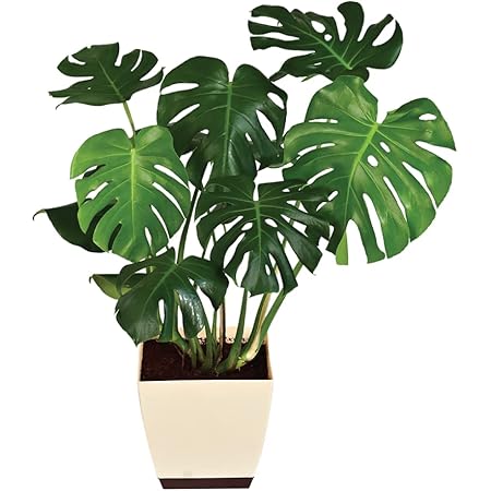 Ugaoo Areca Palm Natural Live Indoor Plant with Pot - Extra Large ...