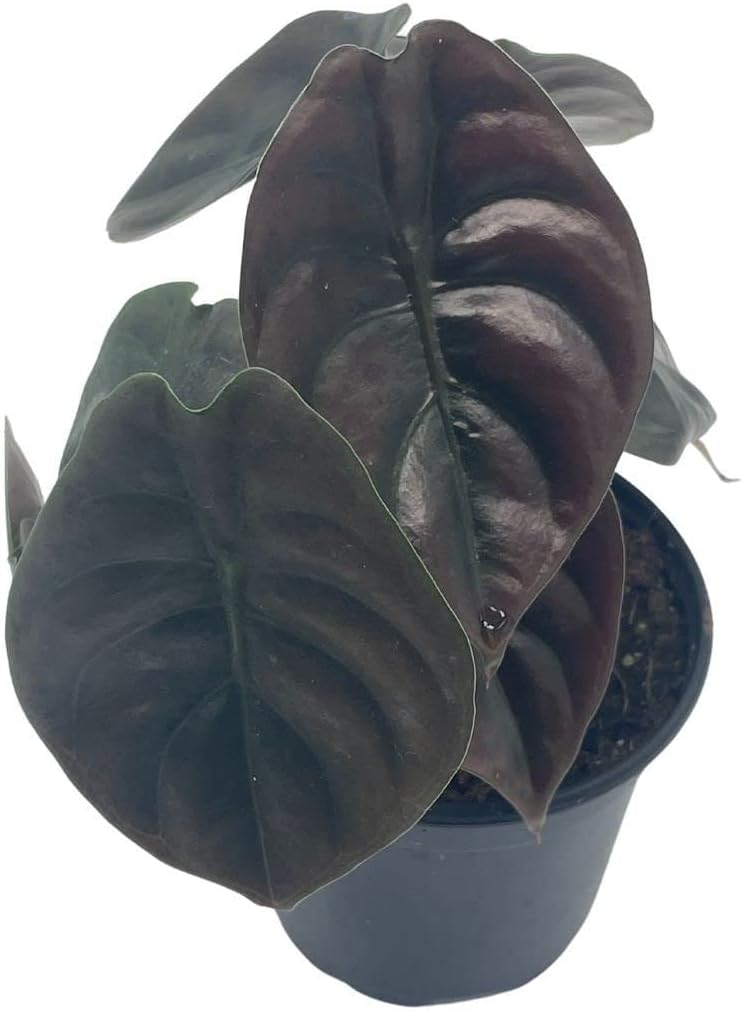 Amazon.com : Rooted Alocasia Red Secret, Alocasia Cuprea, Live, Live ...