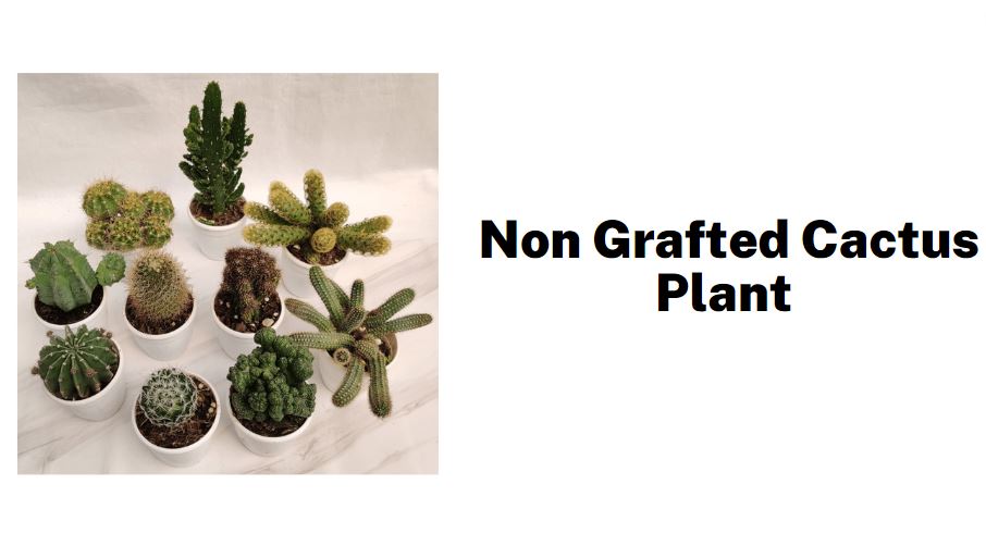 Names Of Cactus Plants Types 14 Types Of Cactus For Your Home And