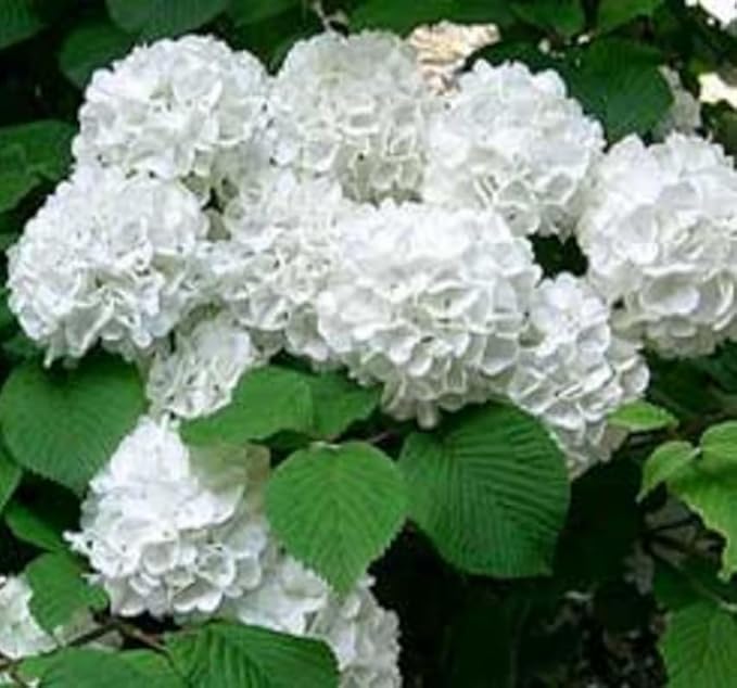 Amazon.com : 2 Japanese Snowball Bushes/Shrubs - 6-12" Tall Live Plants ...