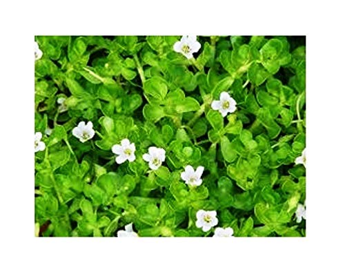 Indian Farms Live Neer Brahmi/Bacopa Monnieri Plant With Pot ...