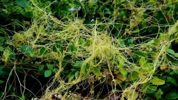 Amarbel plant | Herb plant | 80 gram : Amazon.in: Garden & Outdoors