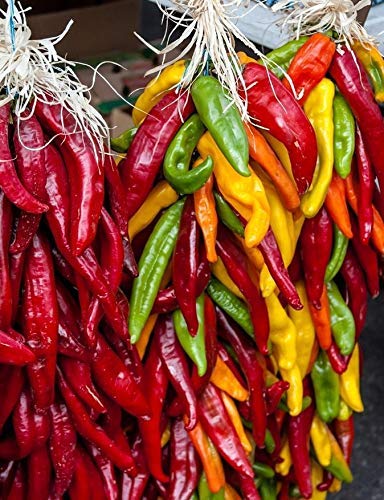 Pepper - Santa Fe Grande : Amazon.in: Garden & Outdoors