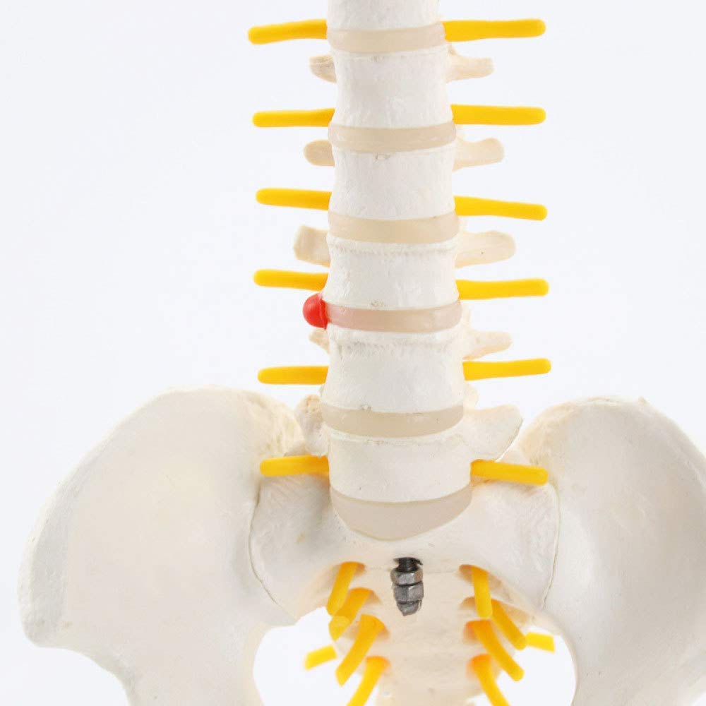 Mini 45Cm Human Spine Model - Spine Model - Human Vertebral Column with ...