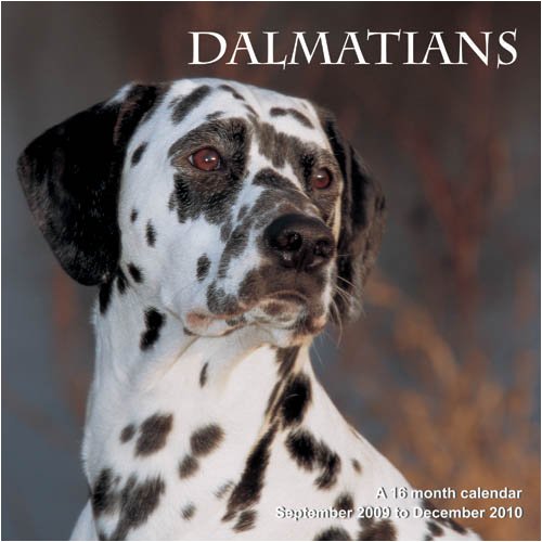Dalmatians 2010 Wall Calendar: Magnum: 9781602545823: Amazon.com: Books