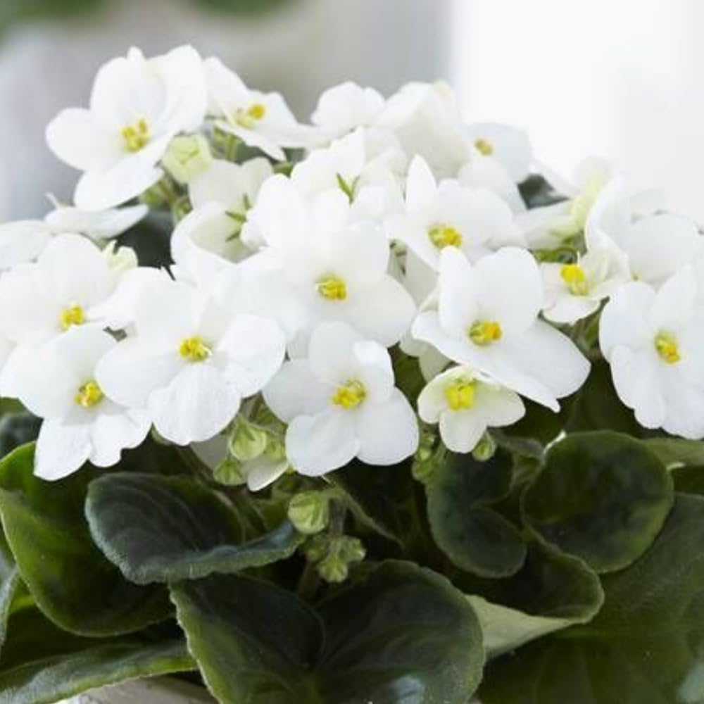 Amazon.com : White African Violet Live Plant Houseplants, African ...
