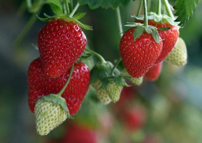 Creative Farmer Organic Fruit Plants: Sweet Red Strawberry Live Plant ...