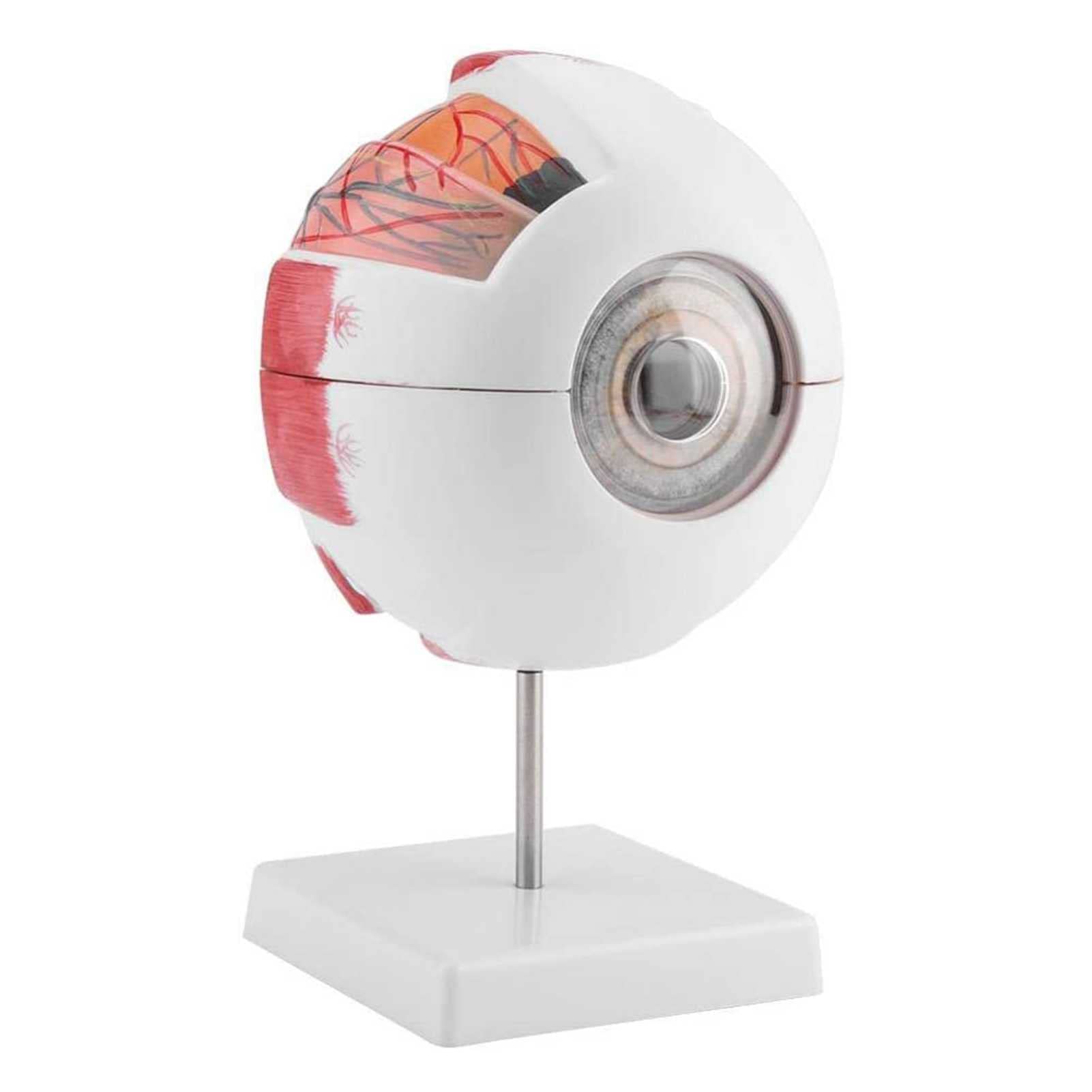 Gitdot Human Eyeball Anatomy Model 6x Enlarged Anatomically Accurate ...