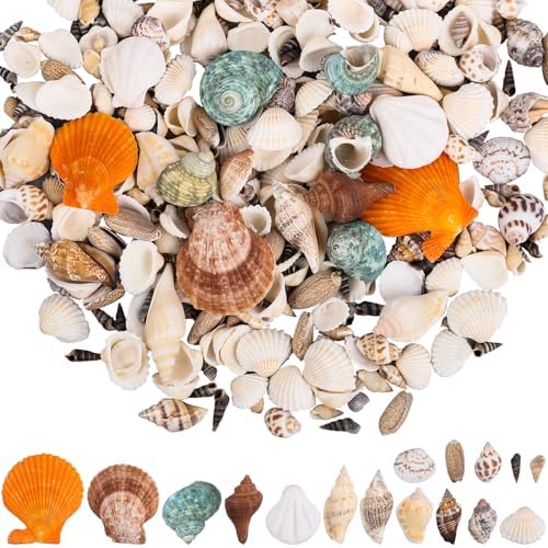 Unvtap 300 Stück+ Muscheln Gemischt 500g Muscheln Deko 1-6 cm Muscheln ...