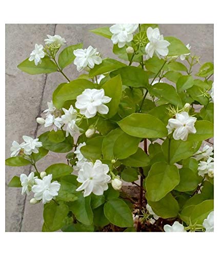 Aiden Gardens Rare Dwarf Jasmine Kuttimulla Double Flower Super ...