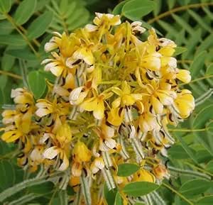 Amazon.com : 25 American Senna Seeds - Senna hebecarpa : Patio, Lawn ...