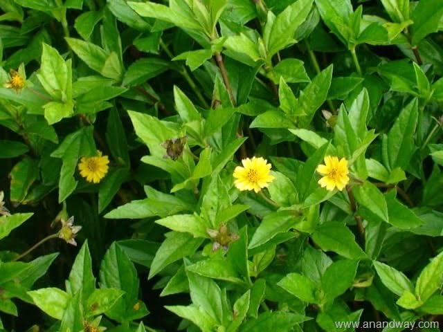 Bhringraj plant medicinal Plant tree hybrid Original Varaity Tree With ...