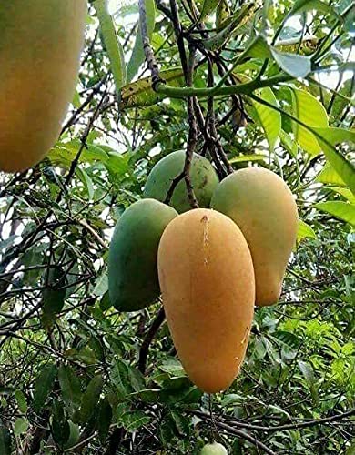 WinWood Anwar Ratol Live Mango Plant (Healthy & Grafted) : Amazon.in ...