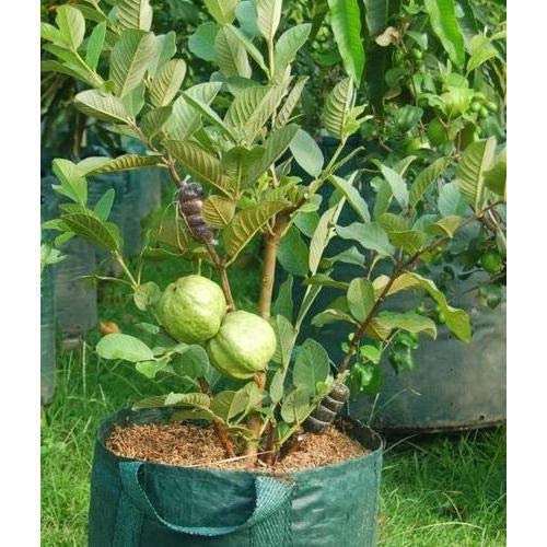 HYBRID VNR Bihi Guava Big Size Jambu sapling Piyara Amrood Amrud Hybrid ...