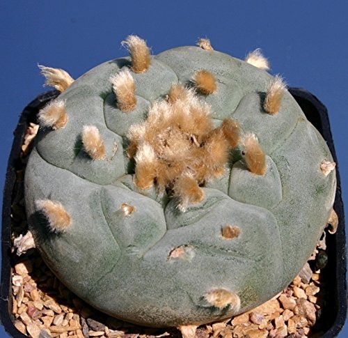 Buy Oliver Seed Cactus seeds - LOPHOPHORA - williamsii v. texana ( 5 ...