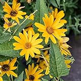 False Sunflower Guide: How to Care for "Heliopsis Helianthoides"
