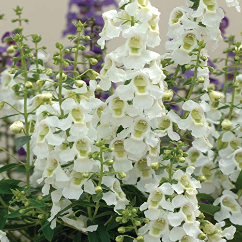 Angelonia - How to grow & care