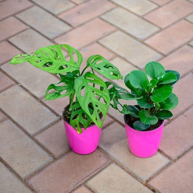 Set of 2 - Monstera Broken Heart & Peperomia Obtusifolia in 5 Inch ...