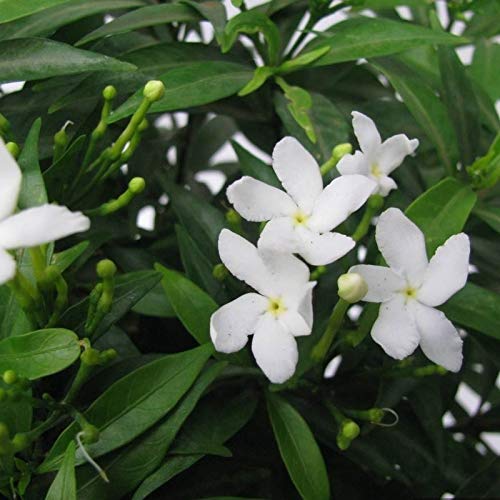 NurseryNature Tagar (Chandni) Plant/Flower Plant : Amazon.in: Garden ...