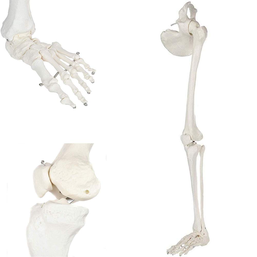 Buy Medical Lower Limb Skeleton Model Human Leg Skeleton Bundle ...