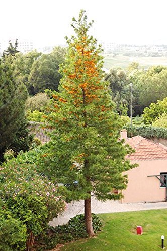 Creative Farmer Tree Seeds Australian Silver-Oak - Largest Species In ...