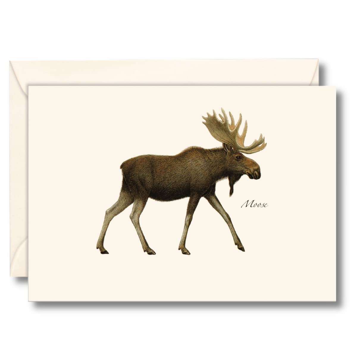 Amazon.com : Earth Sky + Water - Moose Notecard Set - 8 Blank Cards ...