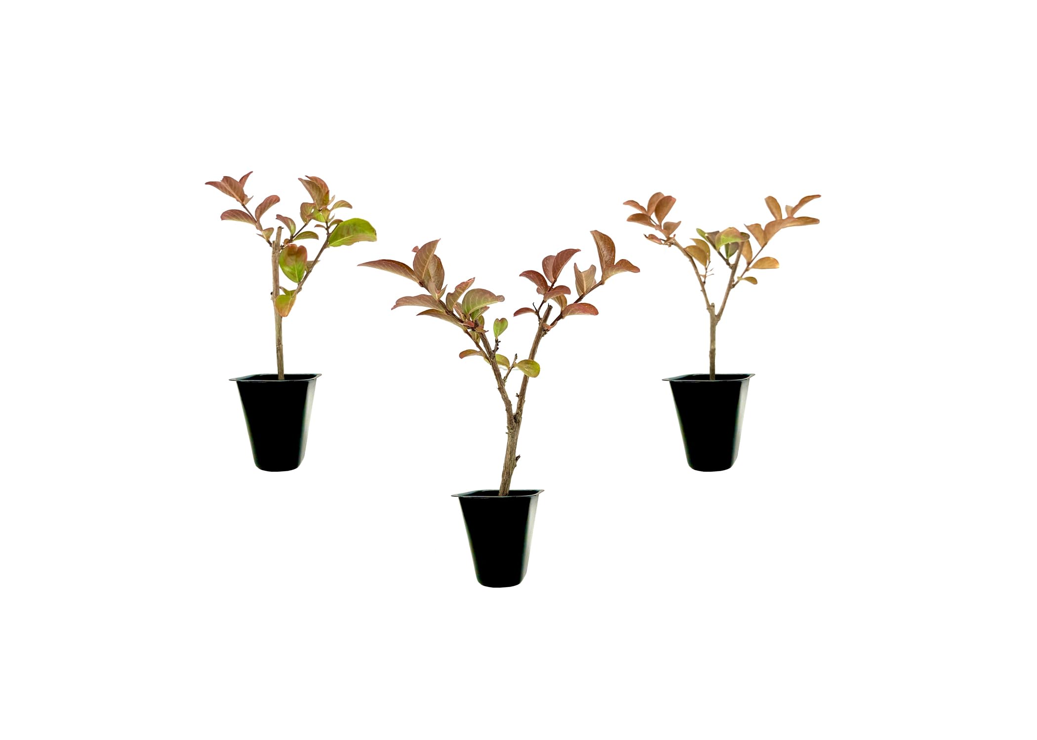 Amazon.com : Crape Myrtle Sioux | 10 Live Plants | Vibrant Hot Pink ...