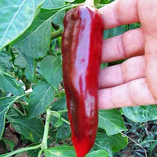 ® XX-215-Big Jim Hybrid Giant Chilli Seeds : Amazon.in: Garden & Outdoors